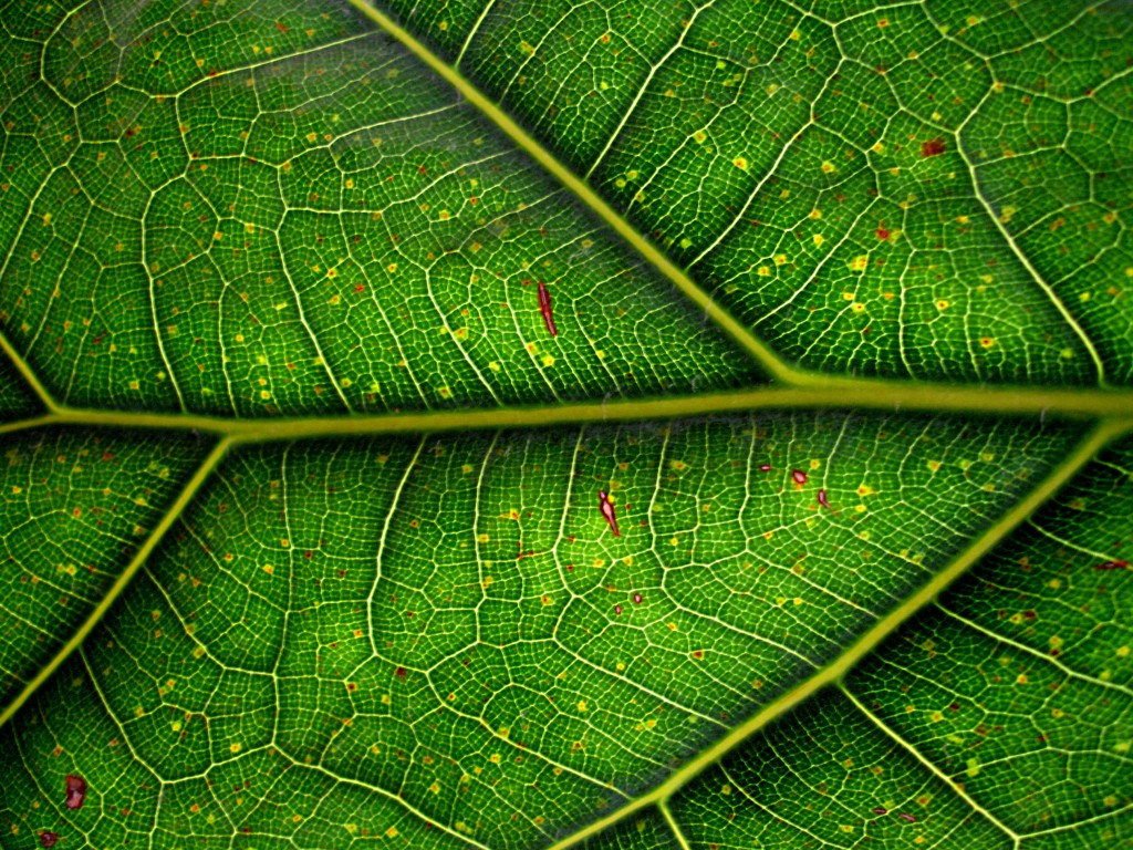 How Plant Stem Cells Can Improve Your Skin - Living Clean